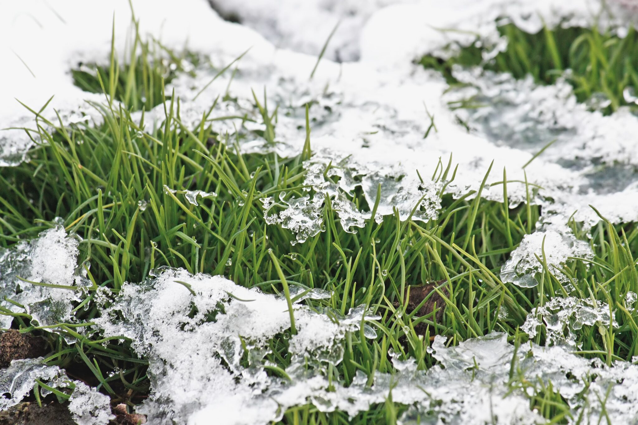 Winter Lawn Dormancy in Wichita | Four Star Lawn Care